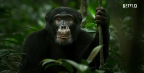 ‘Chimp Empire’ Trailer: Netflix Unveils DocuSeries Narrated By ...